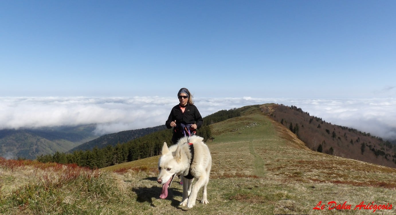 Cani Rando - le dahu ariégeois