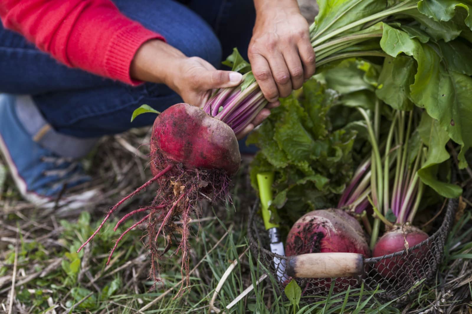 Trail - Les bienfais de la betterave - le dahu ariégeois